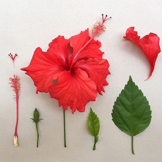 Artists Who Create Close-Ups - The Arty Teacher