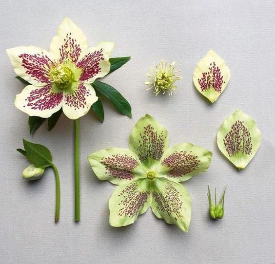 Robbie Honey or Georgia O'Keeffe? - The Arty Teacher