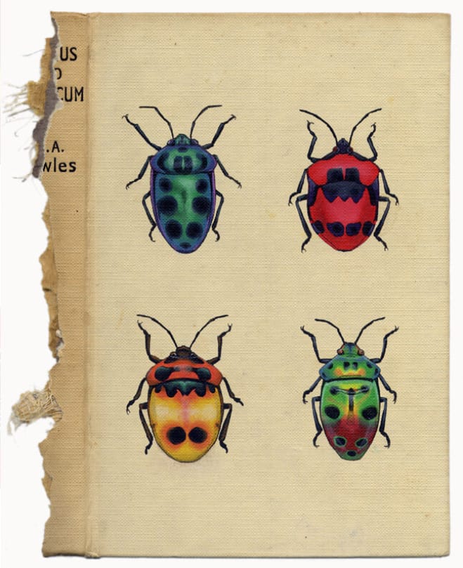 Insect Art on Books by Rose Sanderson - The Arty Teacher