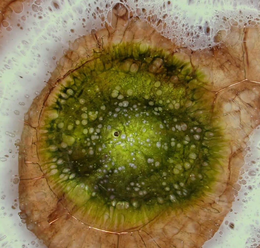 Klari Reis and the Art of Science - The Arty Teacher