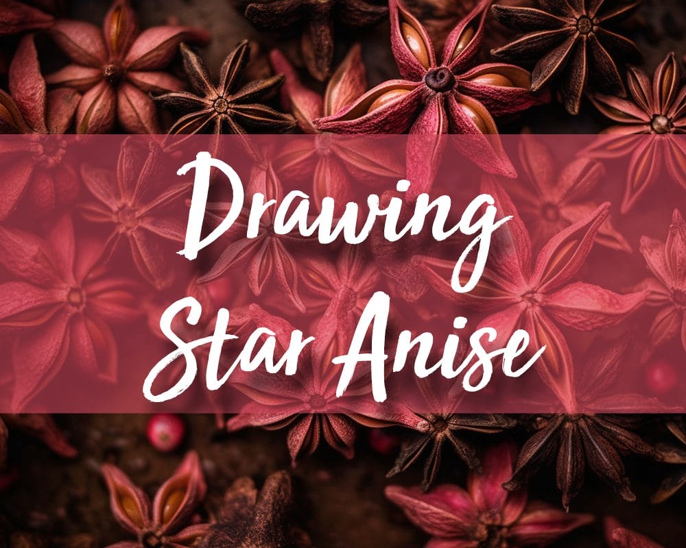 40 Different Ways to Draw Star Anise - The Arty Teacher