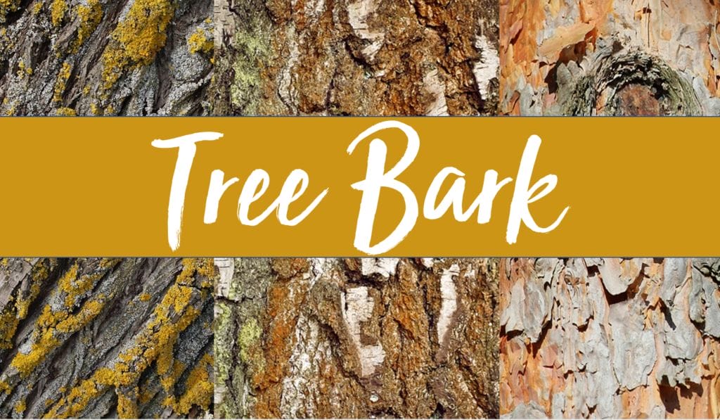 Tree Bark Image Bank - Drawing Art Lesson - The Arty Teacher