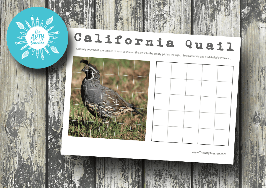 California Quail Grid Drawing - The Arty Teacher