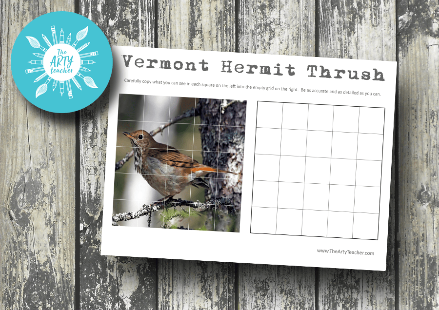 Vermont Hermit Thrush Grid Drawing - The Arty Teacher