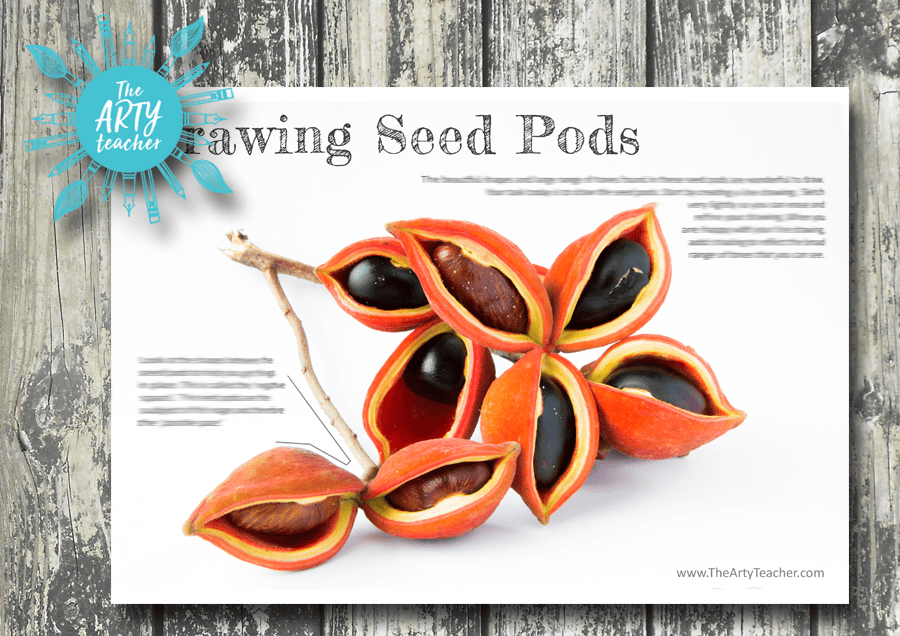 Drawing a Seed Pod - The Arty Teacher